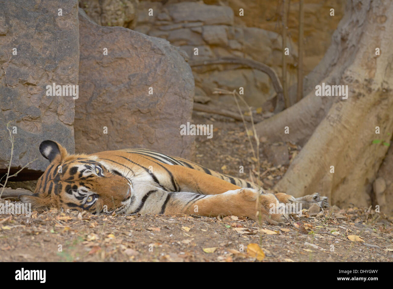 Wild tiger in Ranthambore tiger reserve Stock Photo - Alamy