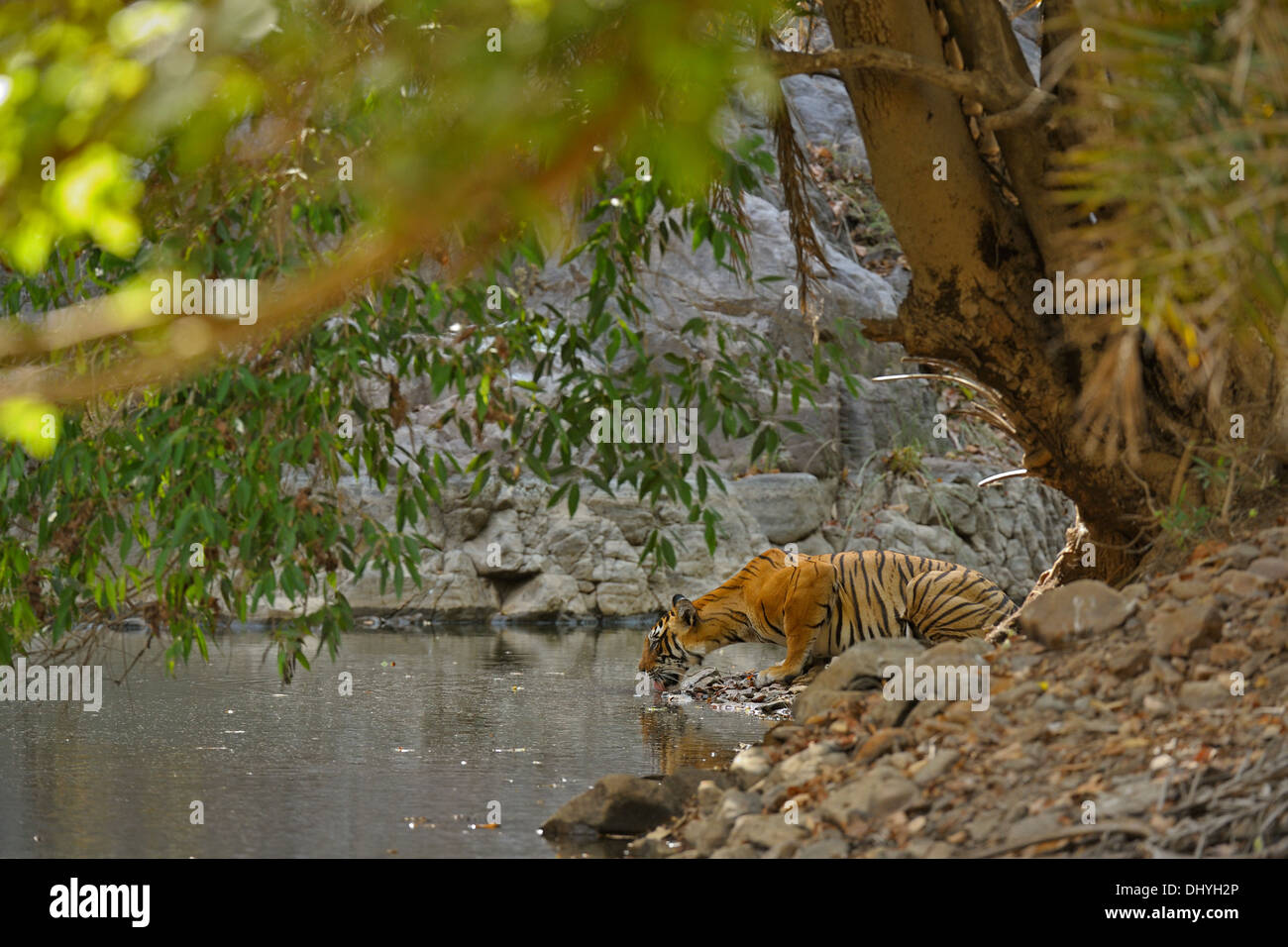 Tiger resting in a water hole in Ranthambhore Stock Photo - Alamy