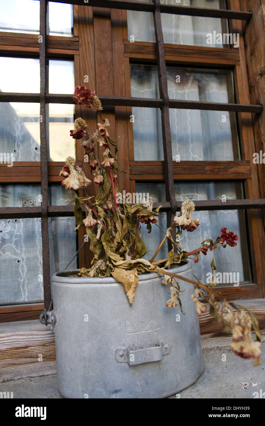 Dried flowers on a windowsill Stock Photo - Alamy
