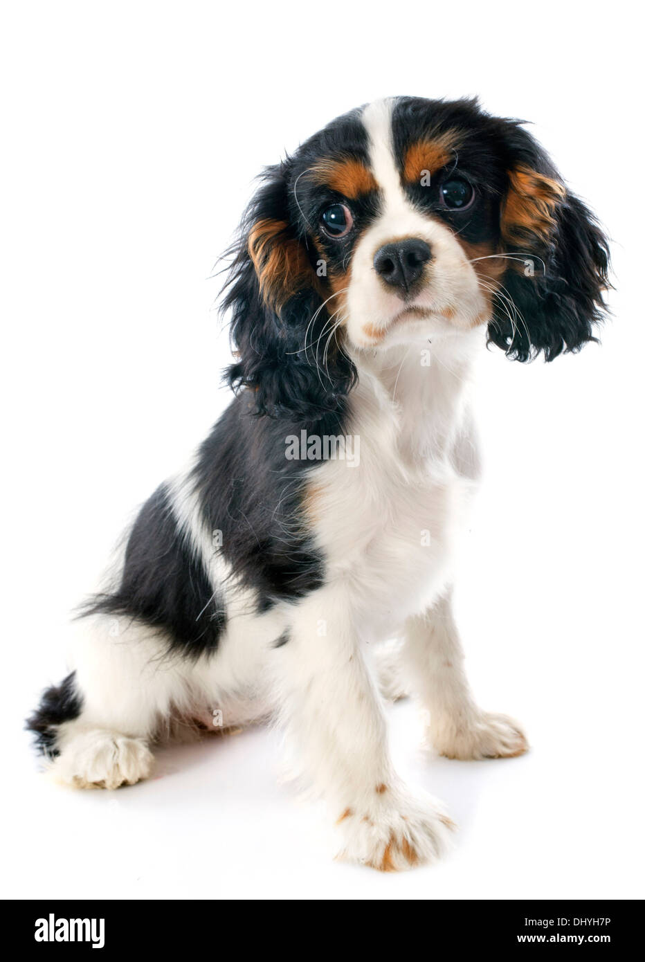 young blenheim cavalier king charles in front of white background Stock ...