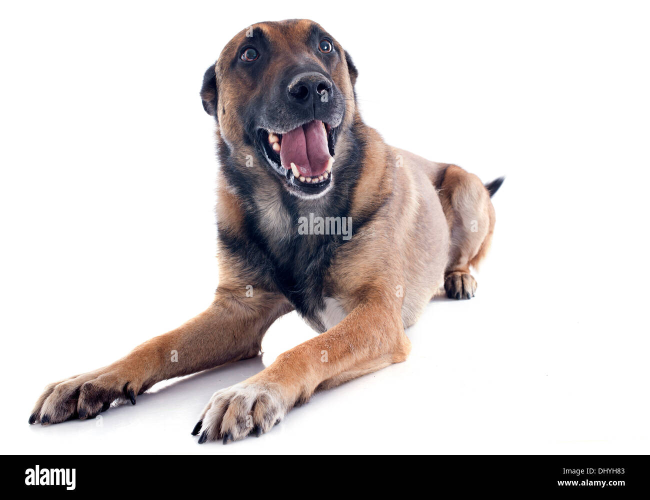 purebred belgian sheepdog malinois on a white background Stock Photo ...