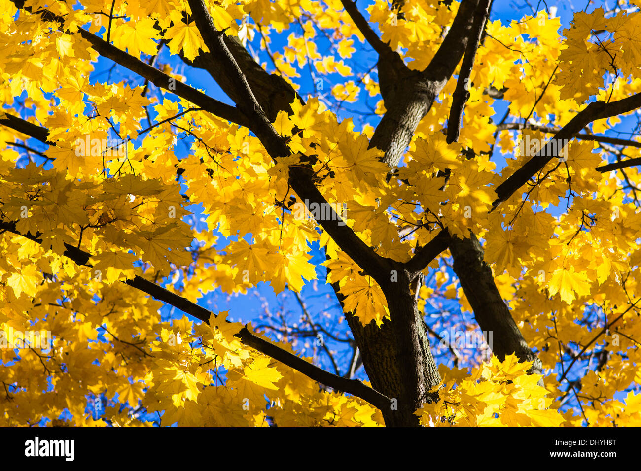Alchemy Of Nature - Refining The Sun gold. Sunlit maple tree leaves of yellow color against the ...
