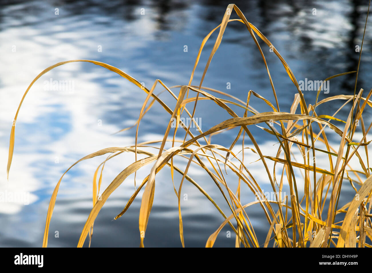 Curved blade of grass hi-res stock photography and images - Alamy