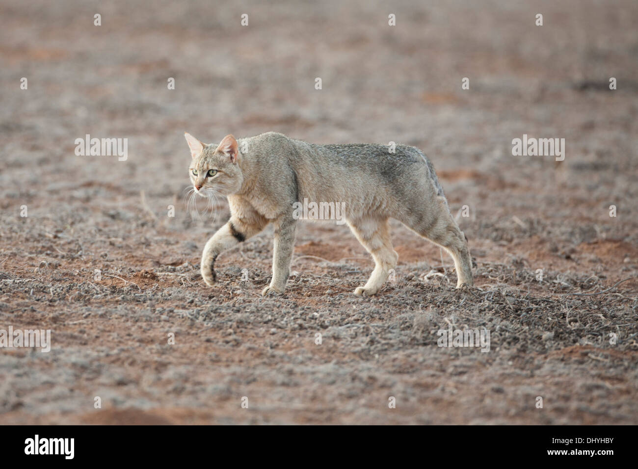 Near eastern wildcat hi-res stock photography and images - Alamy