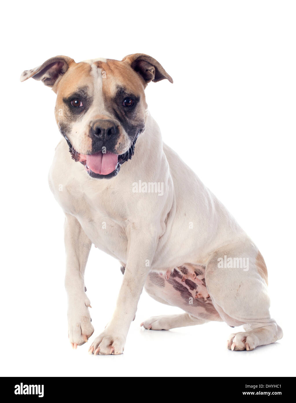 american bulldog in front of white background Stock Photo - Alamy