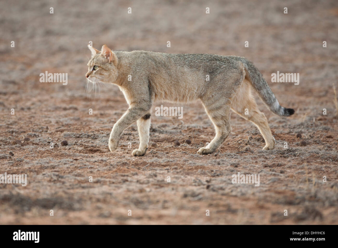 African wildcat felis silvestris lybica hi-res stock photography and ...