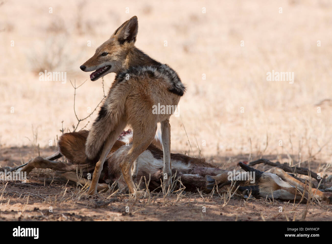 Black-backed Jackal with kill in the Kalahari desert Stock Photo - Alamy