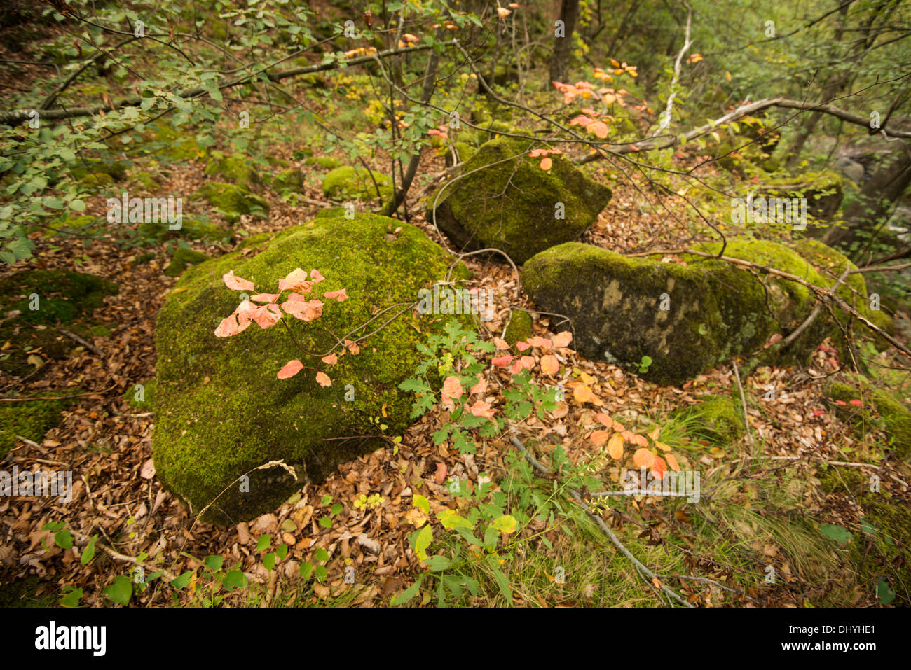Green leaves and rocks hi-res stock photography and images - Alamy