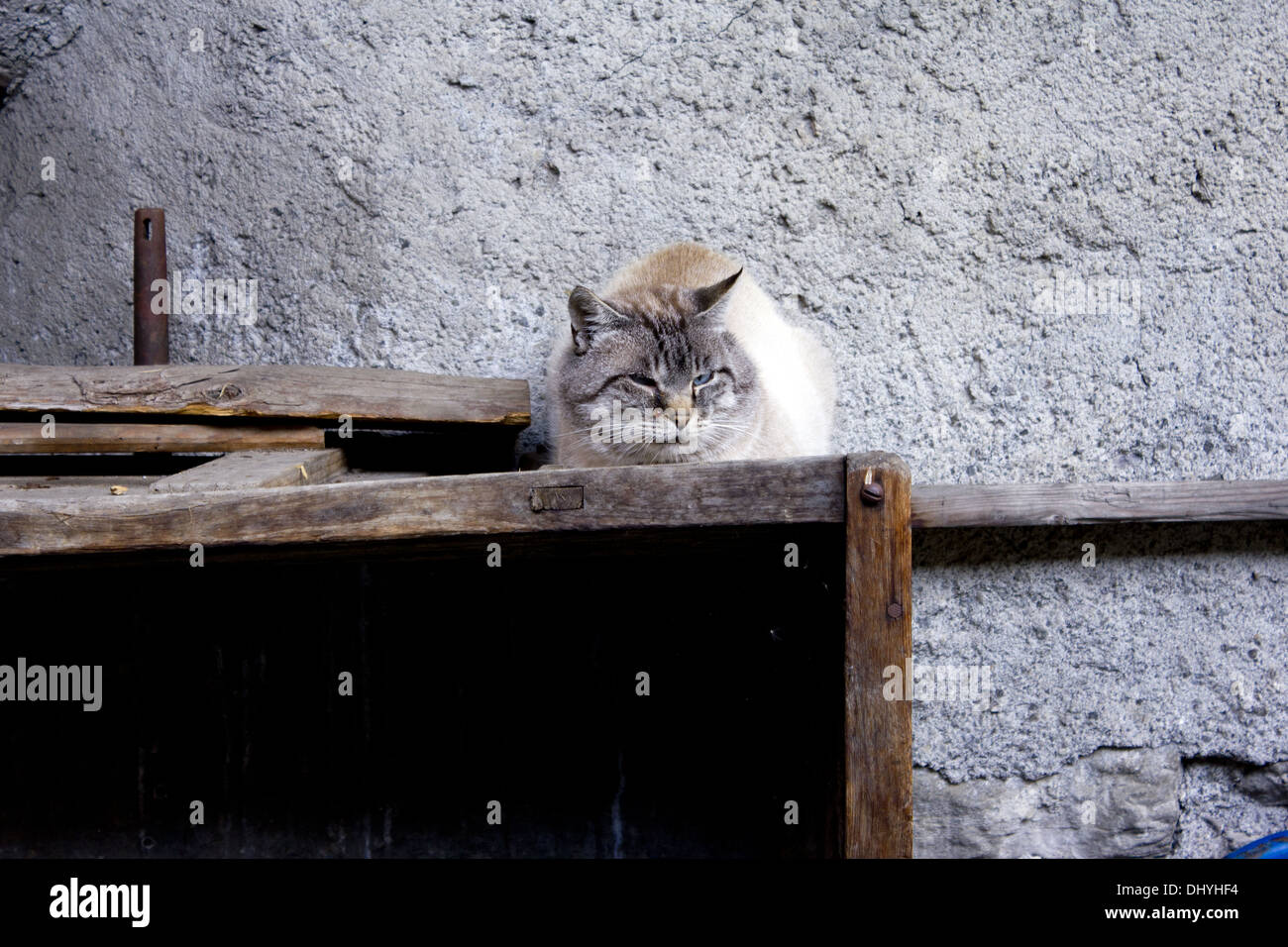 Cat half asleep Stock Photo - Alamy