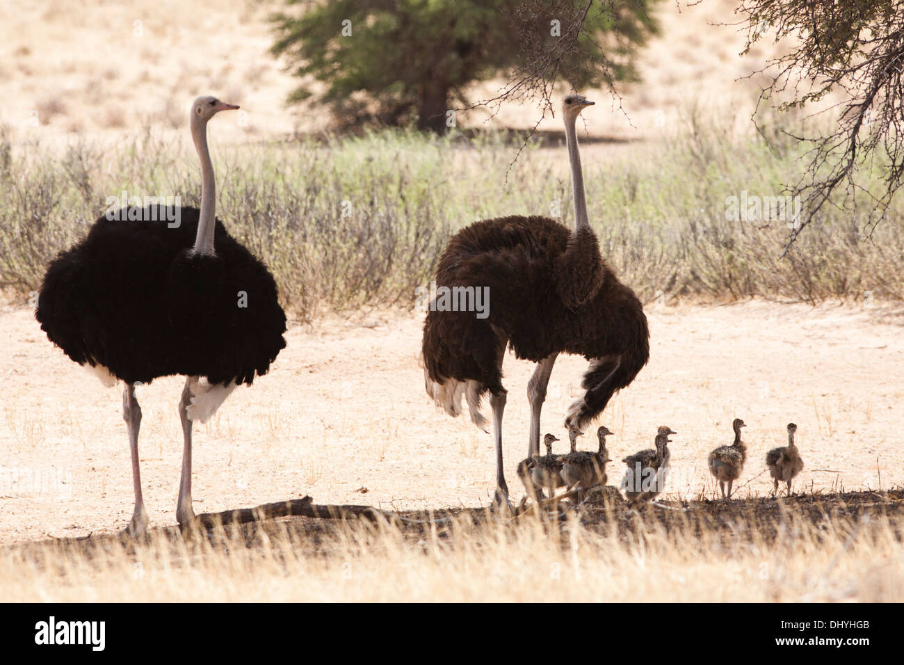 Common Ostrich (struthio camelus) flock if the Kalahari desert, South ...