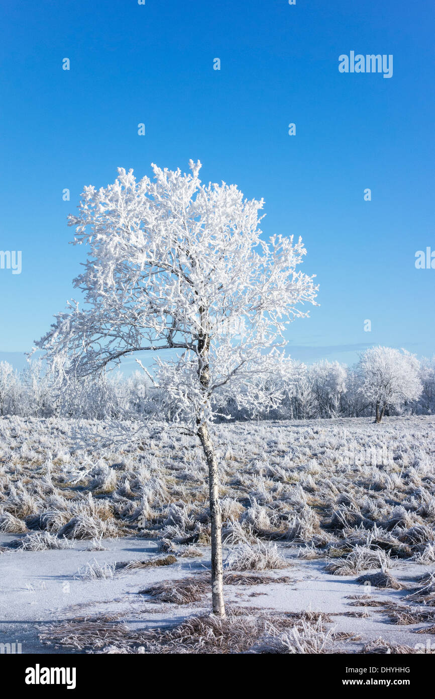 Tree field winter rime hi-res stock photography and images - Alamy