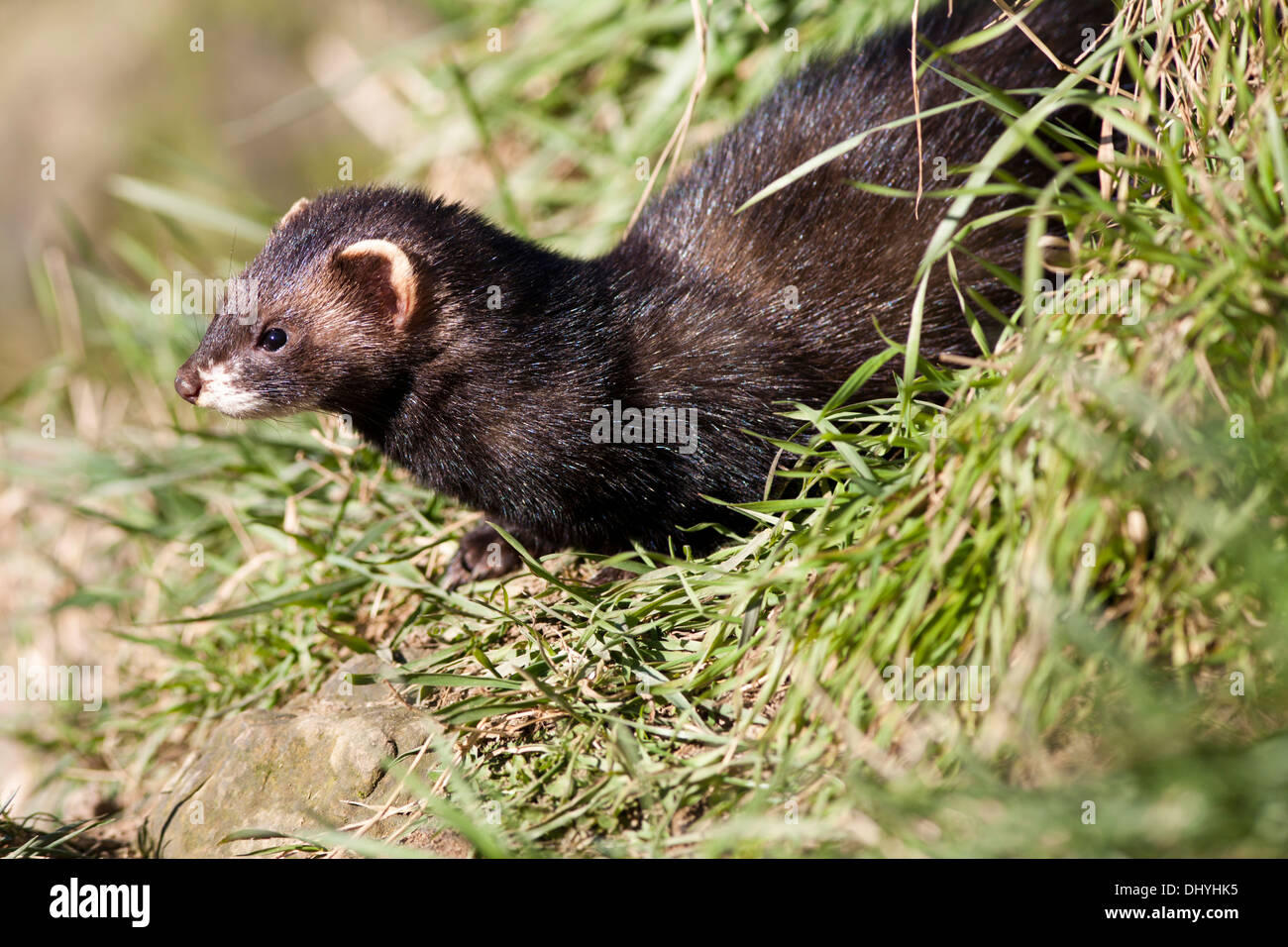 European Polecat (mustela putorius) UK Stock Photo - Alamy