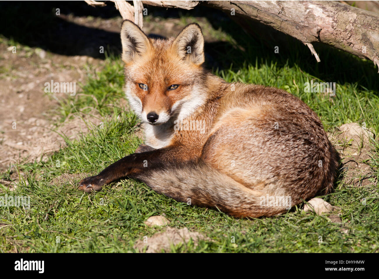 European Red Fox in the UK. February Stock Photo - Alamy