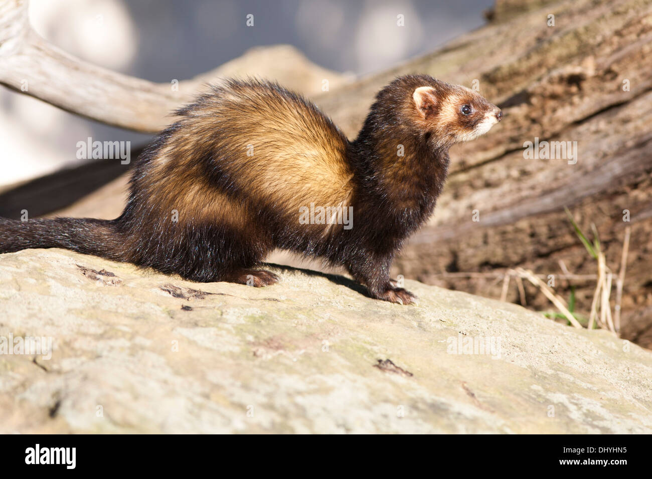 Uk black polecat hi-res stock photography and images - Alamy