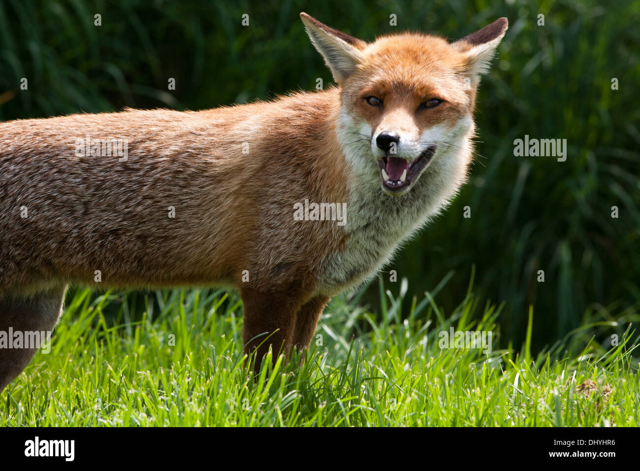 Urban red foxes scavenging hi-res stock photography and images - Alamy