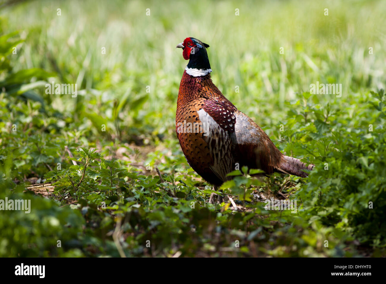 Common Pheasant male in the British countryside Stock Photo - Alamy