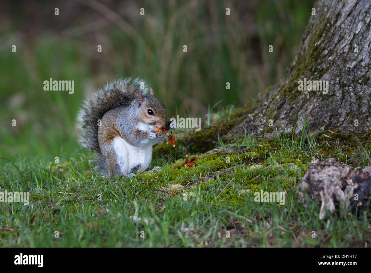 Grey squirrels uk hi-res stock photography and images - Alamy