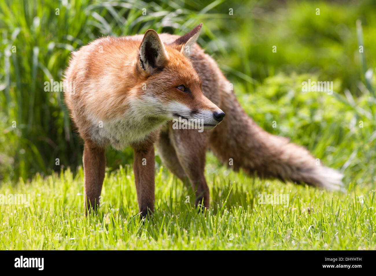 European Red Fox in the UK. May Stock Photo - Alamy