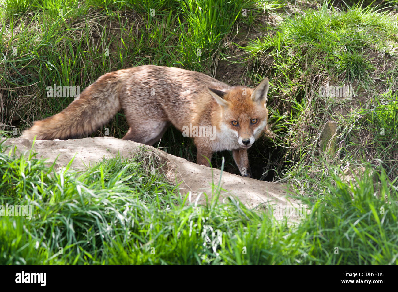 Vulpes vulpes red fox home hi-res stock photography and images - Alamy