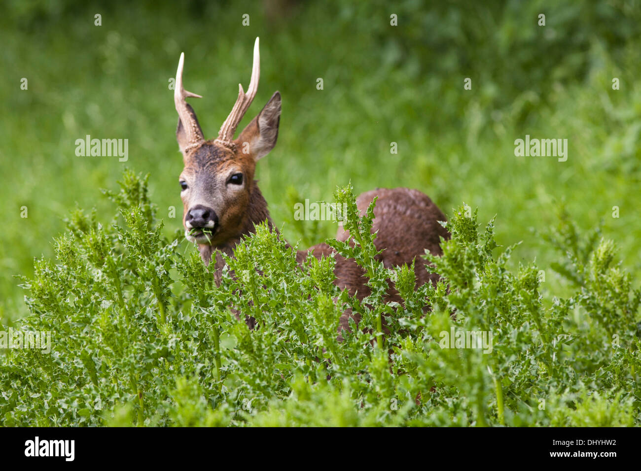 Roe deer woodland hi-res stock photography and images - Alamy