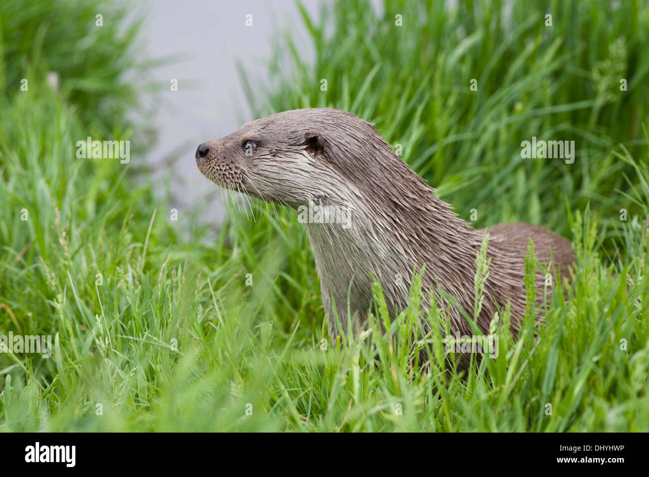 Otter tail hi-res stock photography and images - Alamy