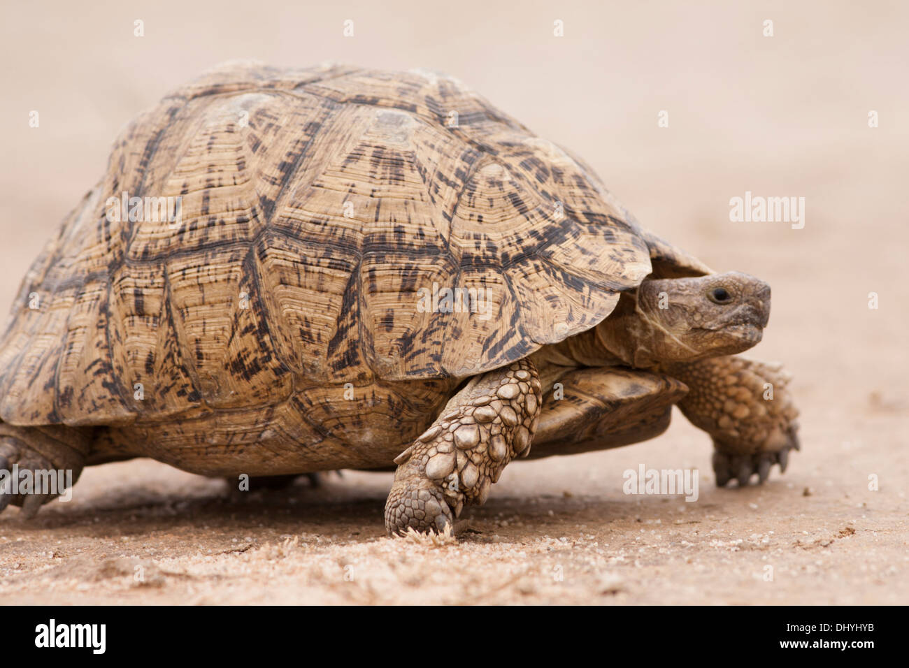 Leopard Tortoise walking in the Kalahari desert Stock Photo - Alamy
