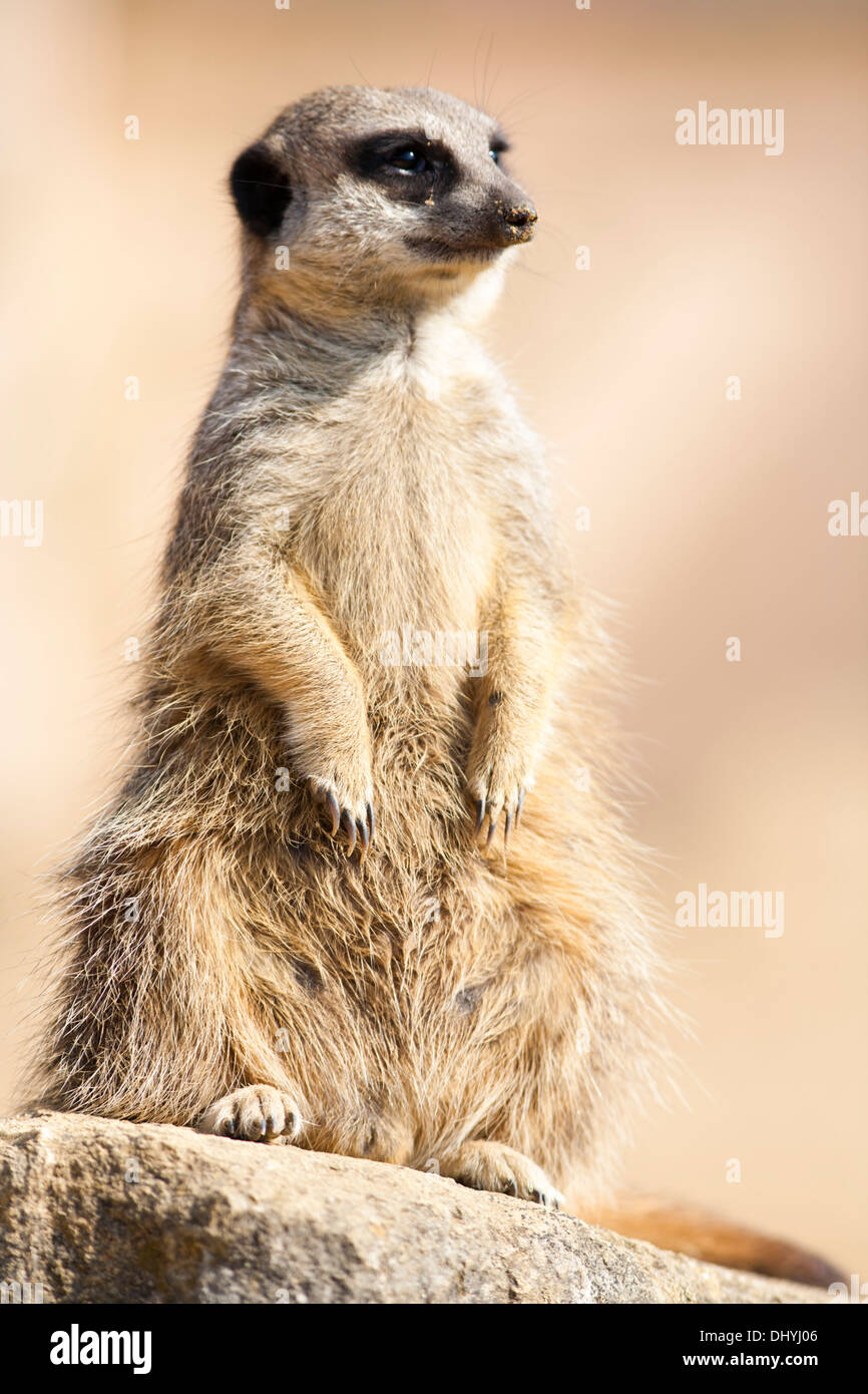 Meerkat suricata suricatta foraging hi-res stock photography and images ...