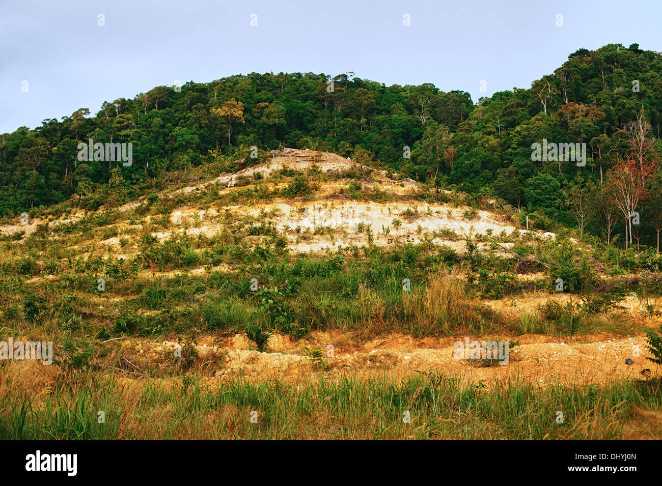 Hillside forest hi-res stock photography and images - Alamy