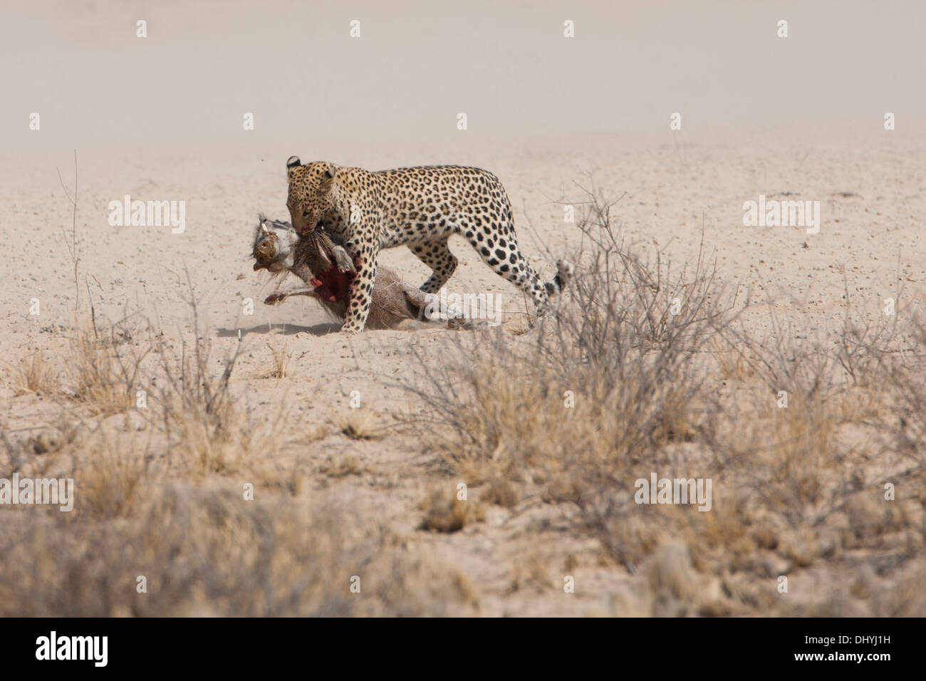 Leopard dragging its kill in the Kalahari desert Stock Photo - Alamy
