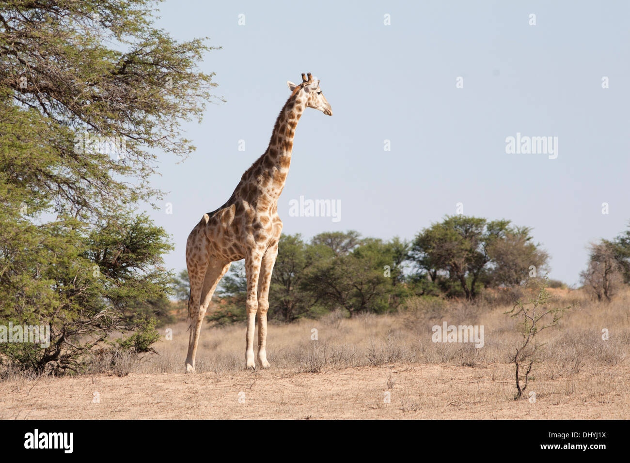 Southern Giraffe in the Kalahari desert Stock Photo - Alamy