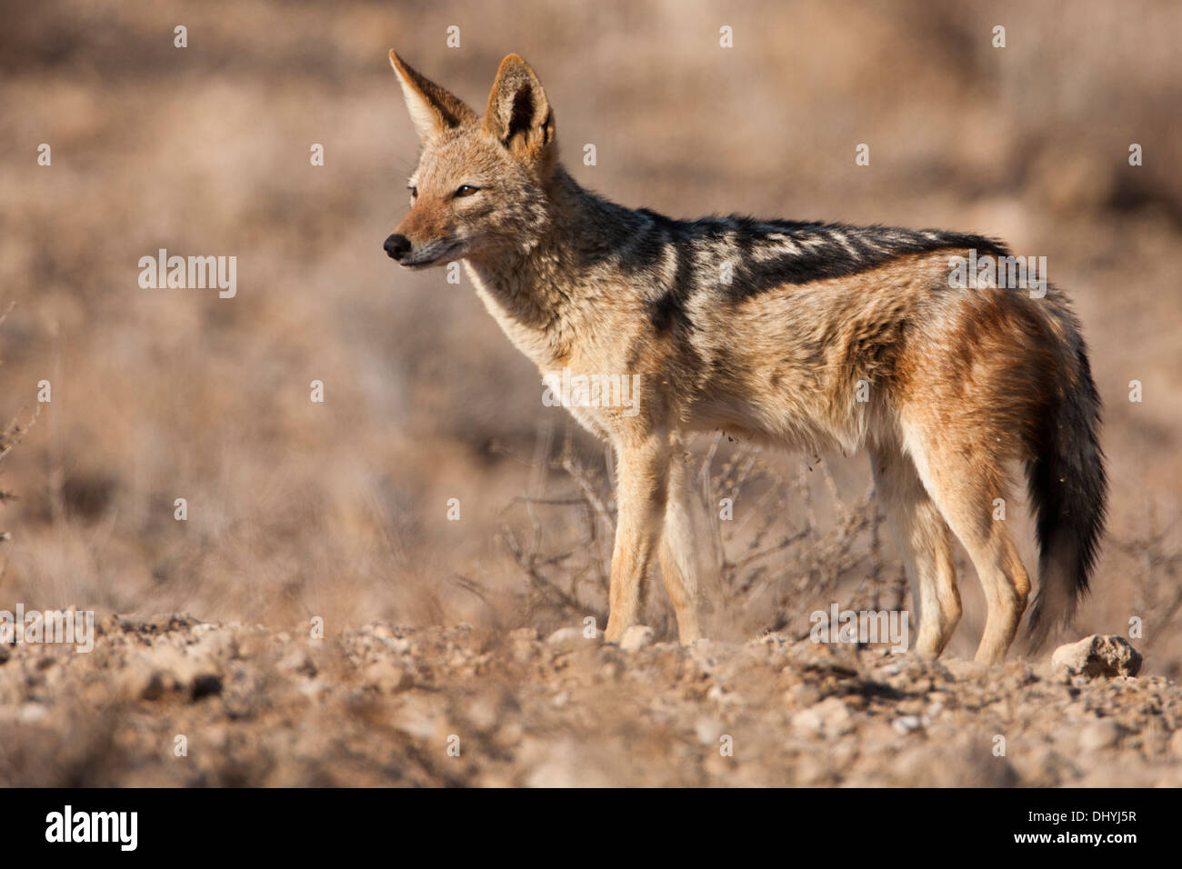 Black-backed Jackal in the Kalahari desert Stock Photo - Alamy