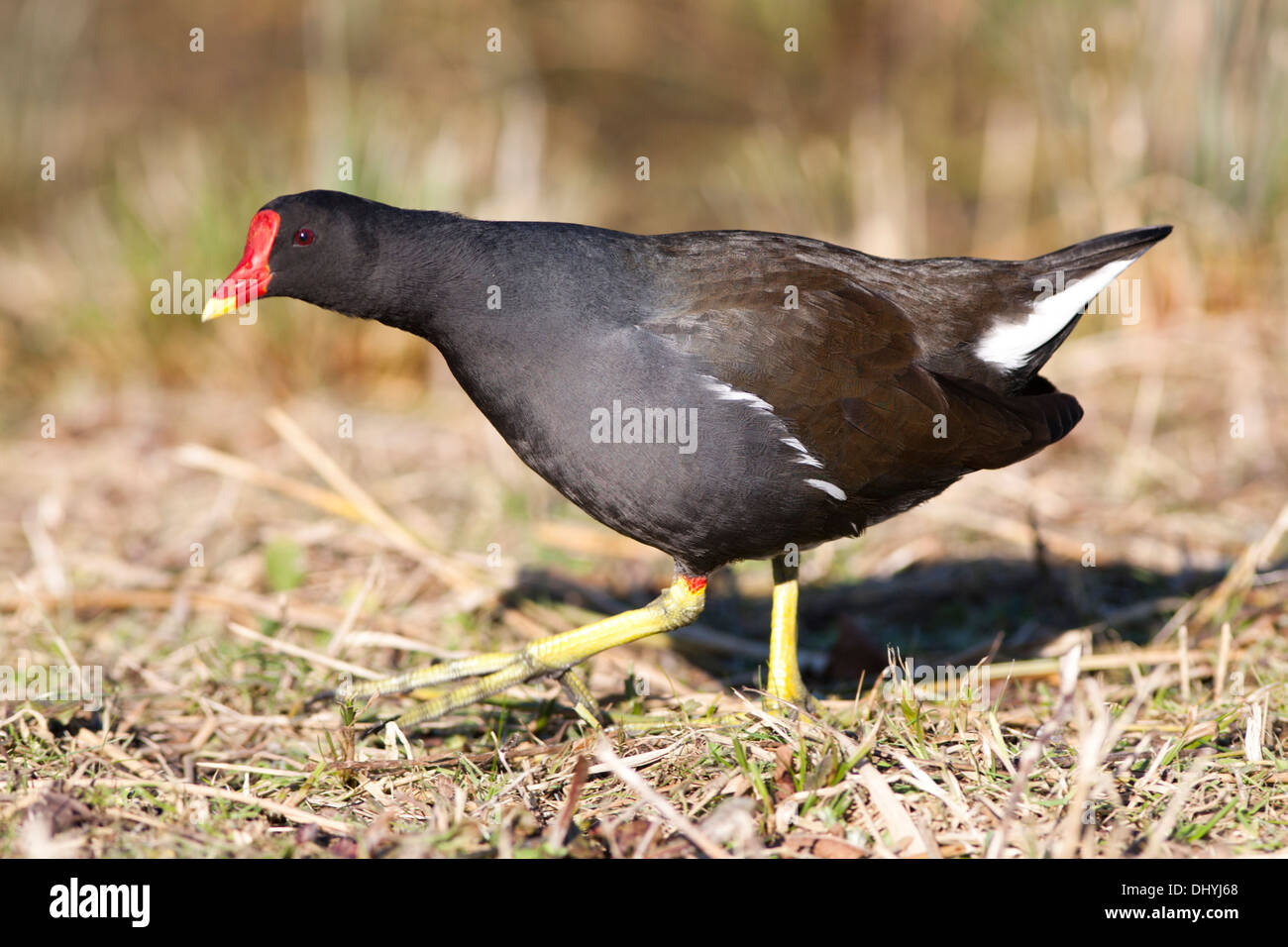 Common Moorhen in the UK Stock Photo - Alamy