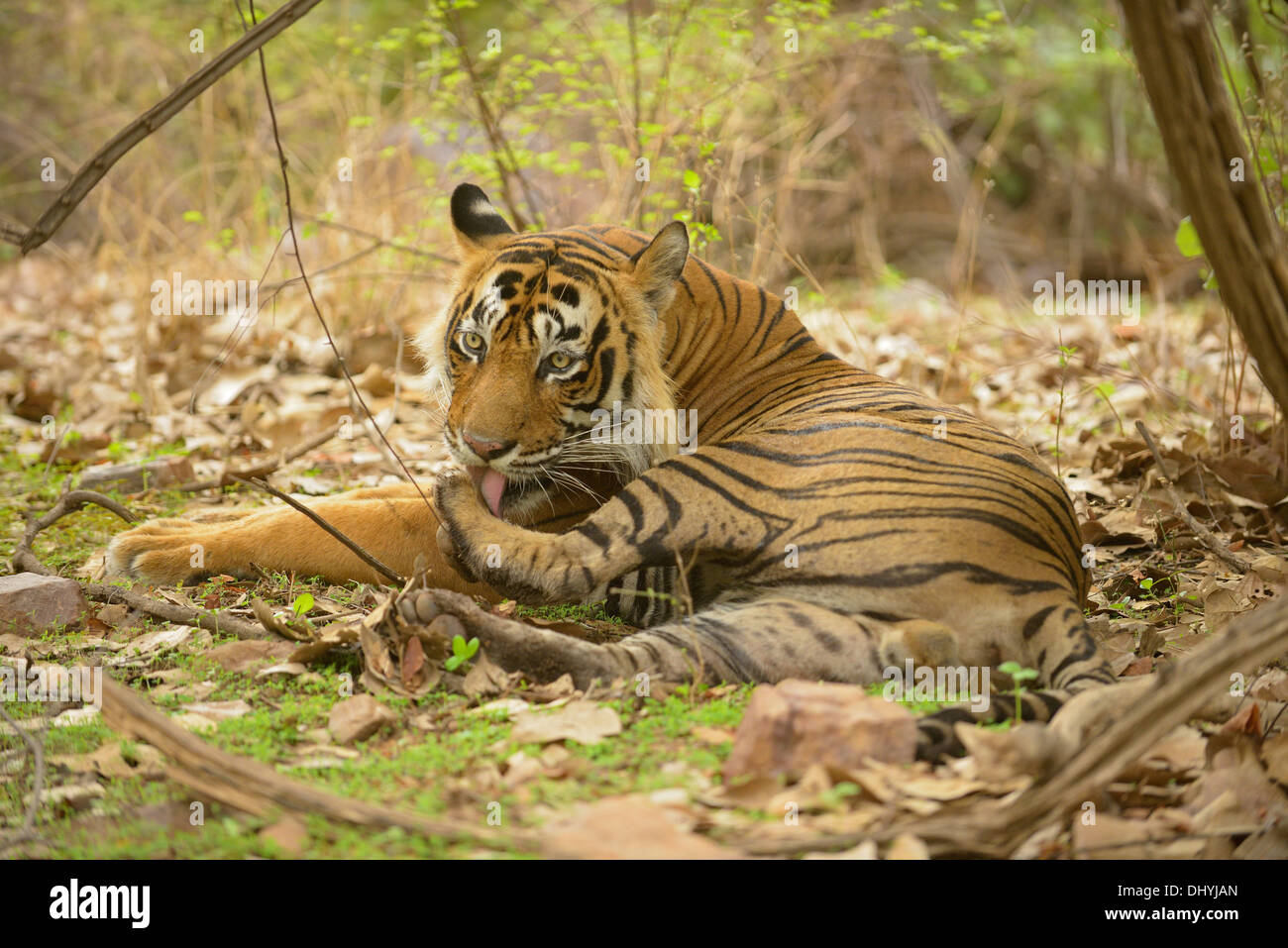Wild tiger in the bush forest of Ranthambore tiger reserve Stock Photo ...