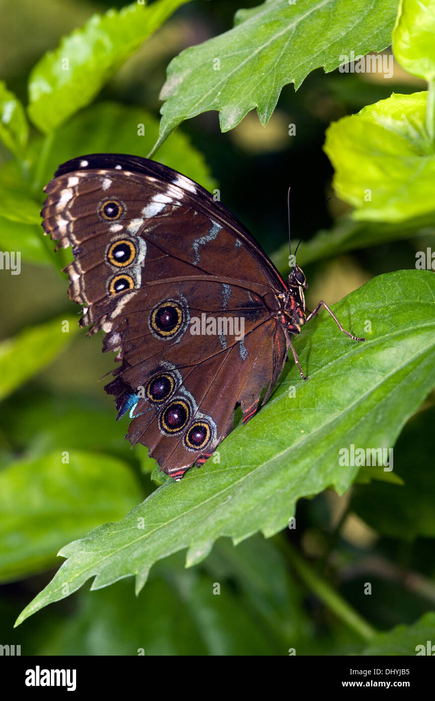 beautiful butterfly in the butterfly garden in Goes, Holland Stock ...