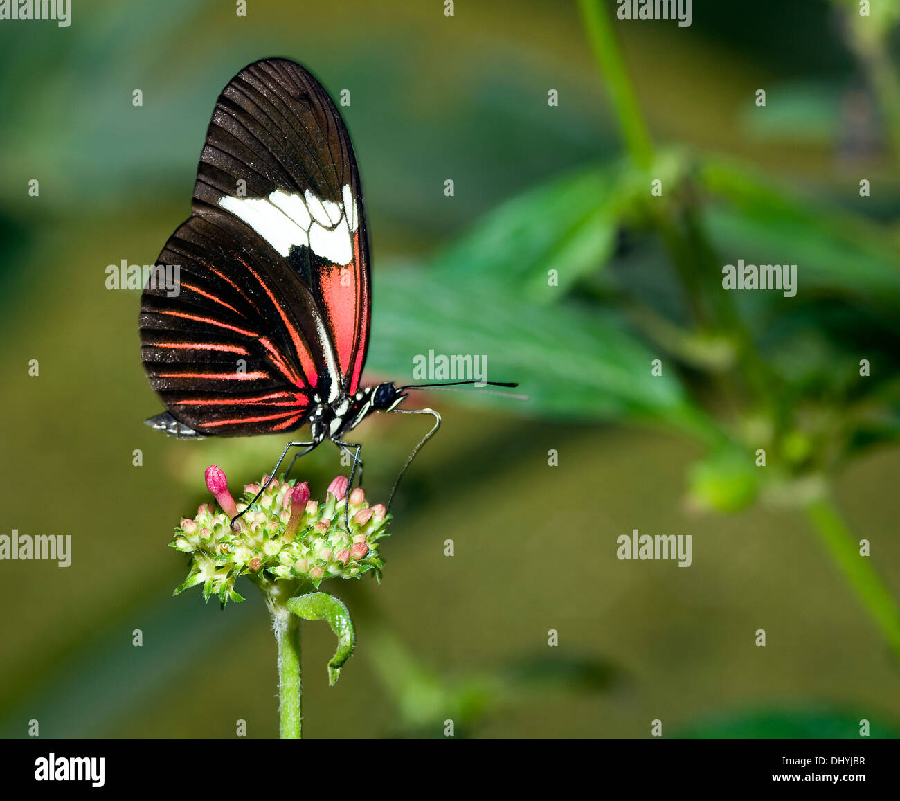 beautiful butterfly in the butterfly garden in Goes, Holland Stock ...