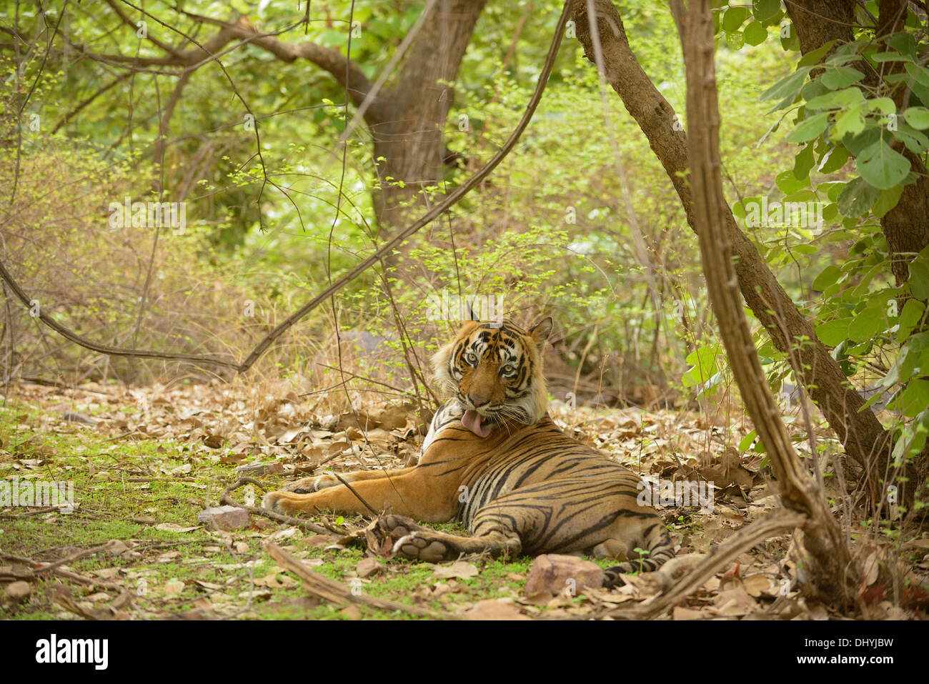Wild tiger in the bush forest of Ranthambore tiger reserve Stock Photo ...