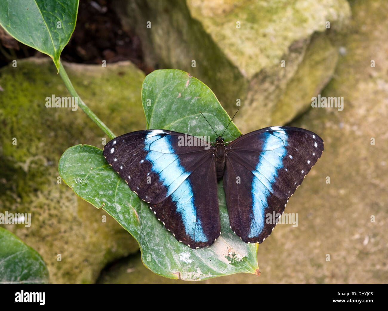 Morpho peleides butterfly in the butterfly garden Krammedamme, Holland ...