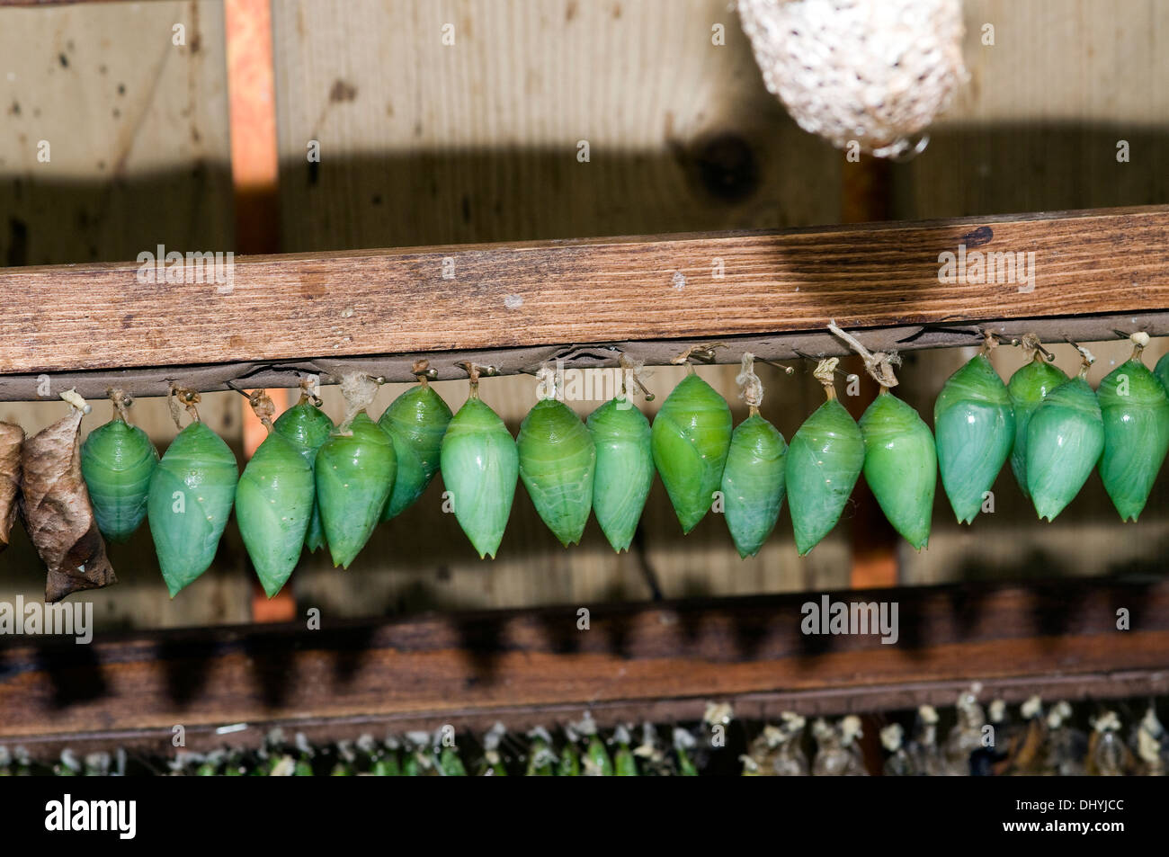 metamorphosis from a butterfly cocoon Stock Photo - Alamy