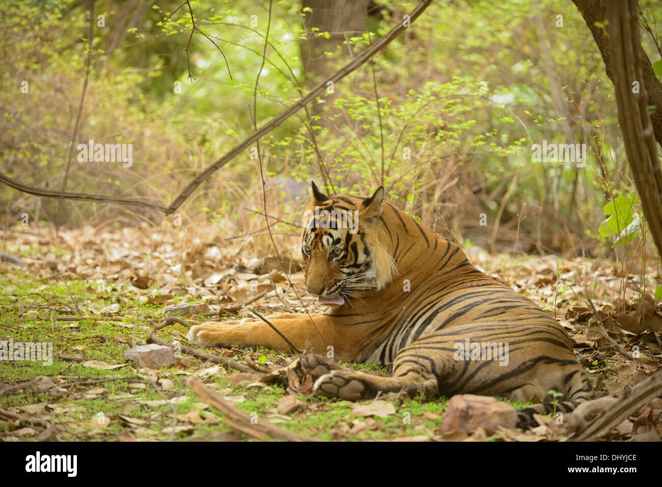 Wild tiger in the bush forest of Ranthambore tiger reserve Stock Photo ...
