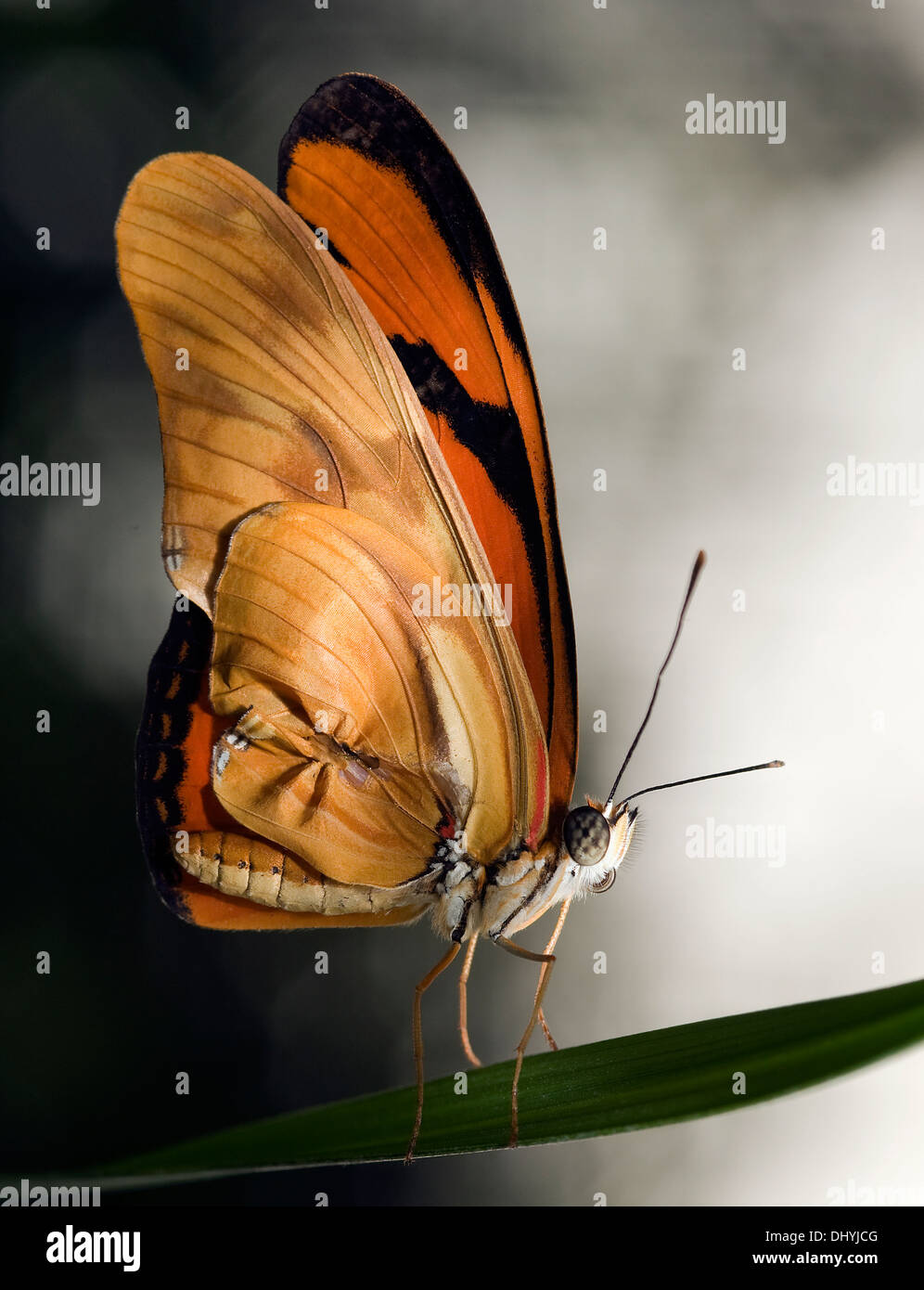 beautiful butterfly in the butterfly garden in Goes, Holland Stock ...