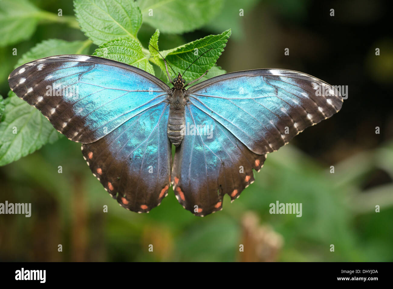 Blue monarch butterfly hi-res stock photography and images - Alamy
