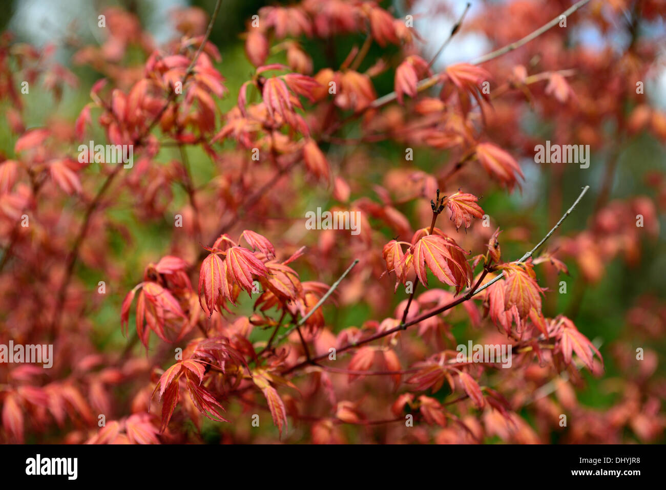 acer palmatum katsura orange foliage leaves spring wood woodland ...