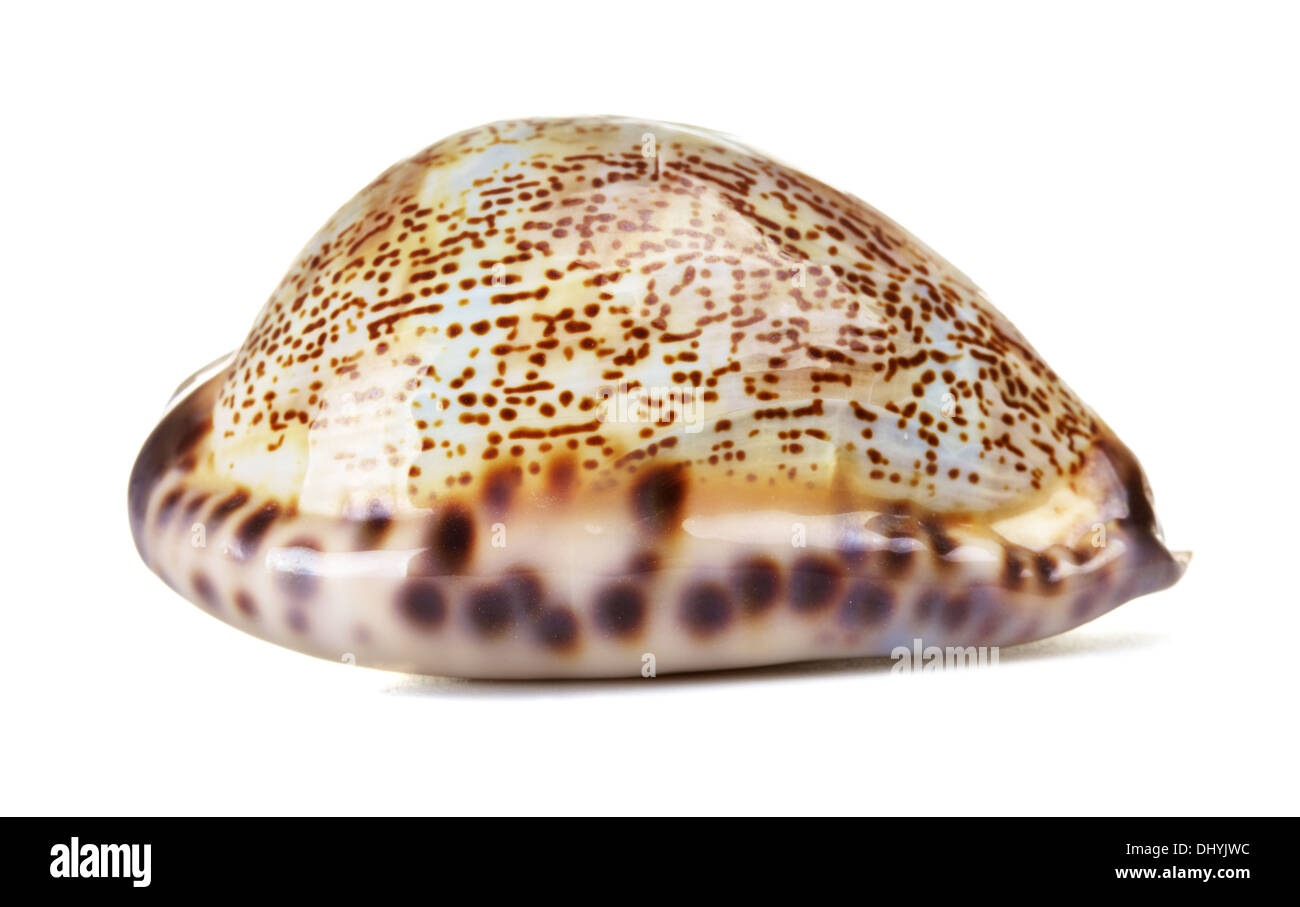 beautiful sea shell, isolated on white background Stock Photo - Alamy
