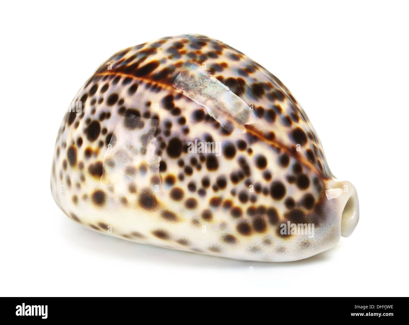 beautiful sea shell, isolated on white background Stock Photo - Alamy