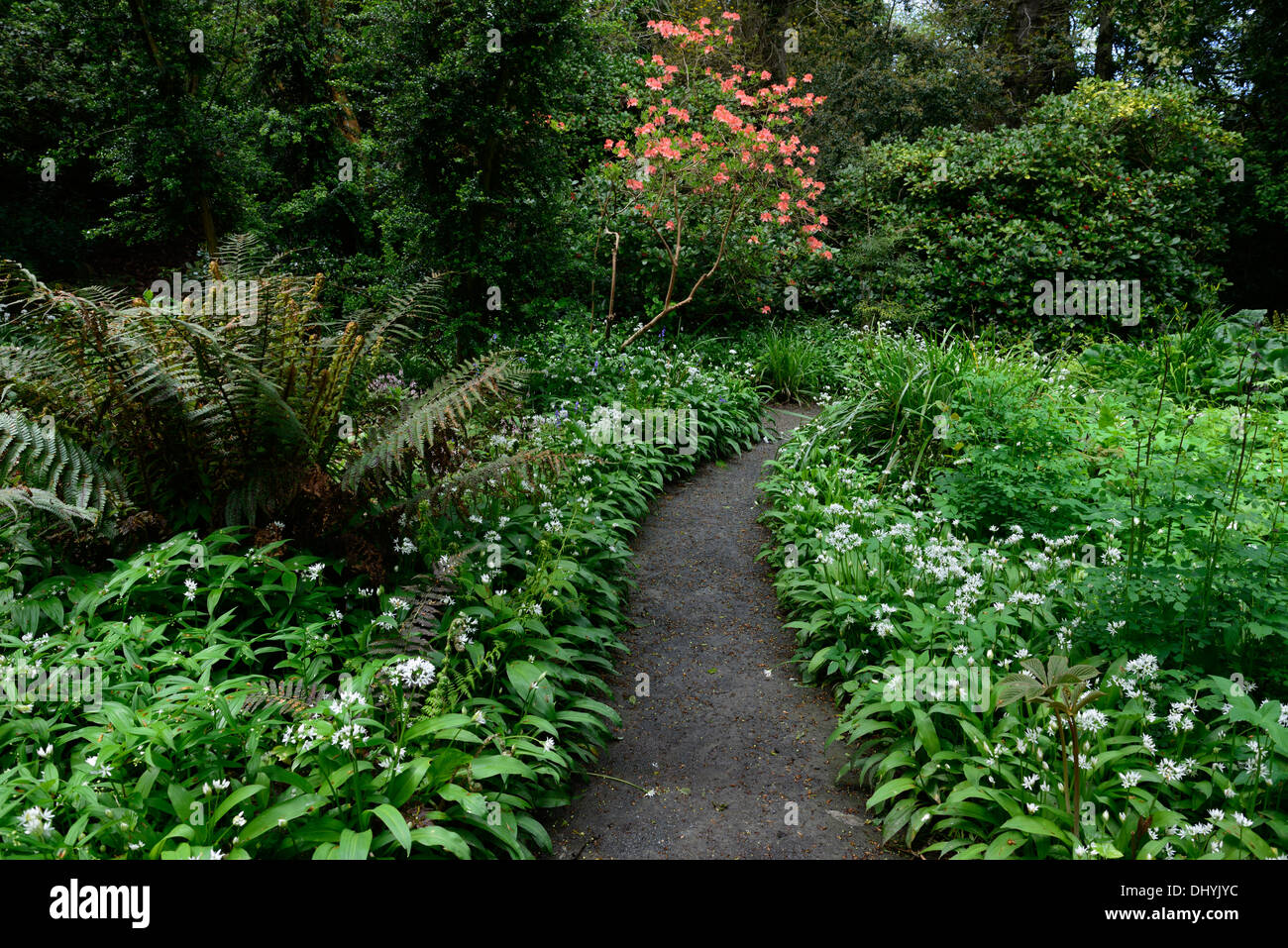 Path trail lead leading through white allium ursinum lined wildlower ...