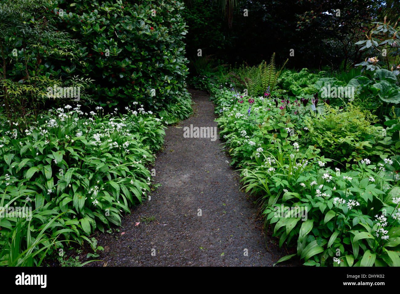 Path trail lead leading through white allium ursinum lined wildlower ...