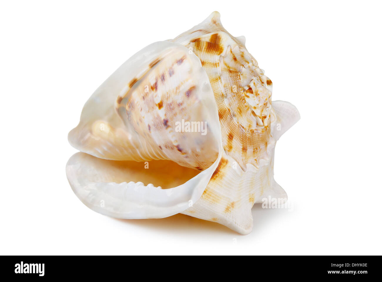 Big shell on a white background Stock Photo - Alamy