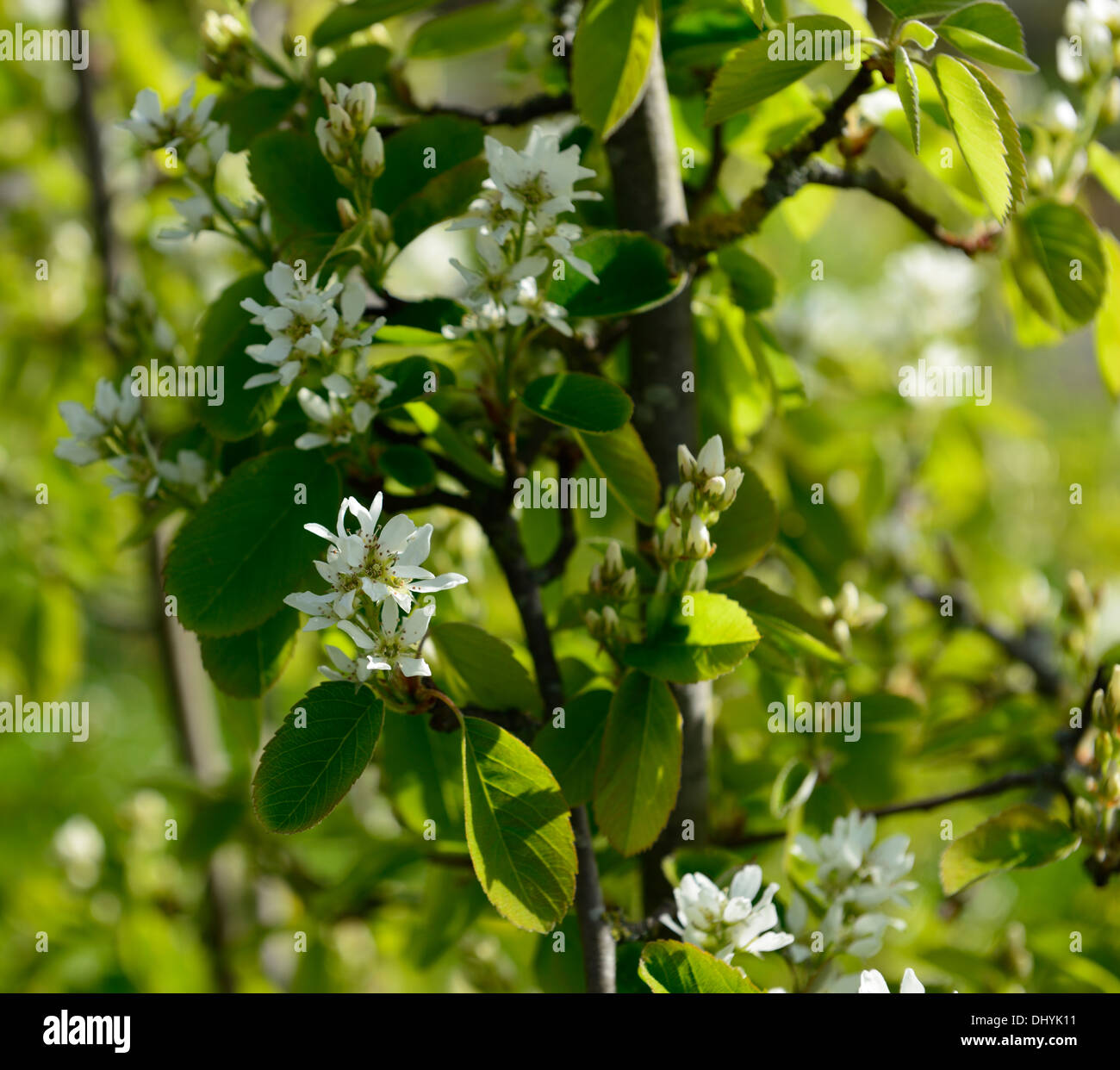 Amelanchier alnifolia white flowers flowering spring bloom blooming ...
