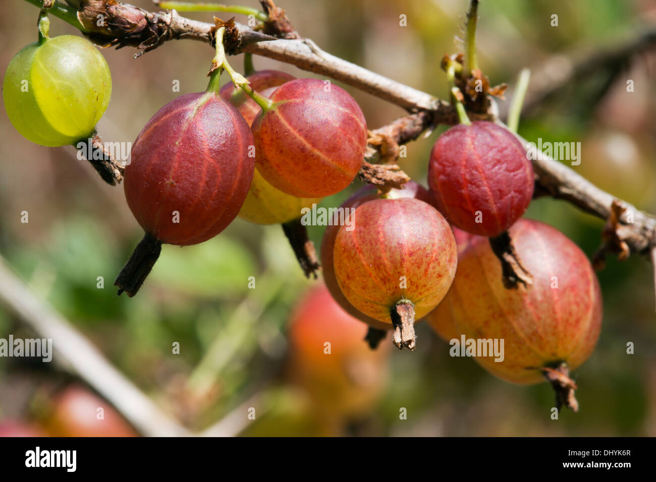 Dried chinese medicinal plants herbs hi-res stock photography and ...