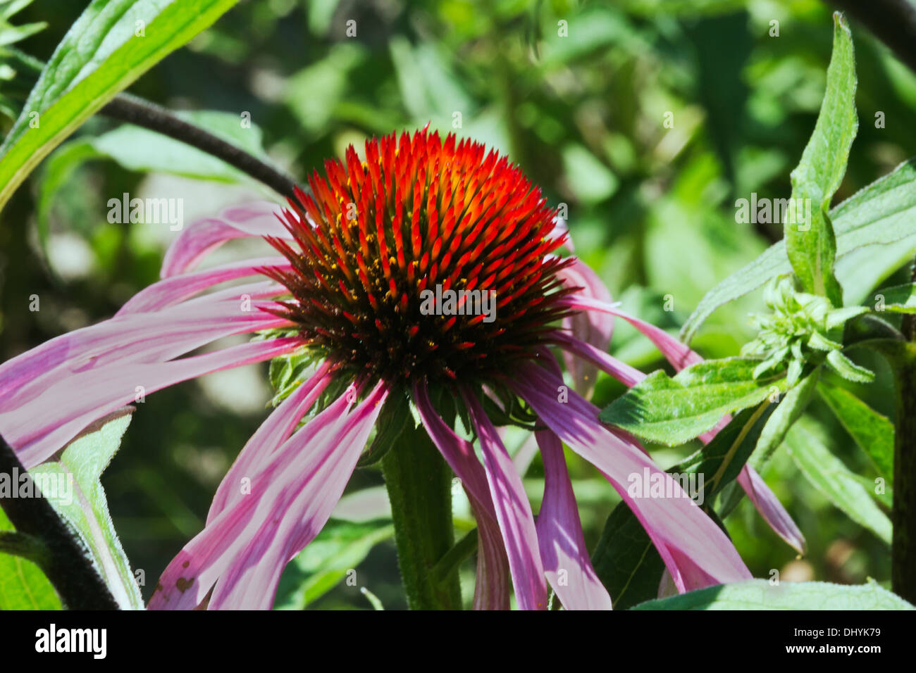 Purple withered flower hi-res stock photography and images - Alamy